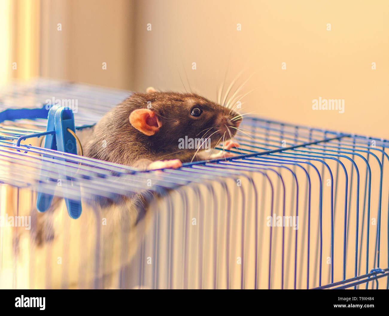 One fancy rat (Rattus norvegicus) is looking out of its open metal cage ...
