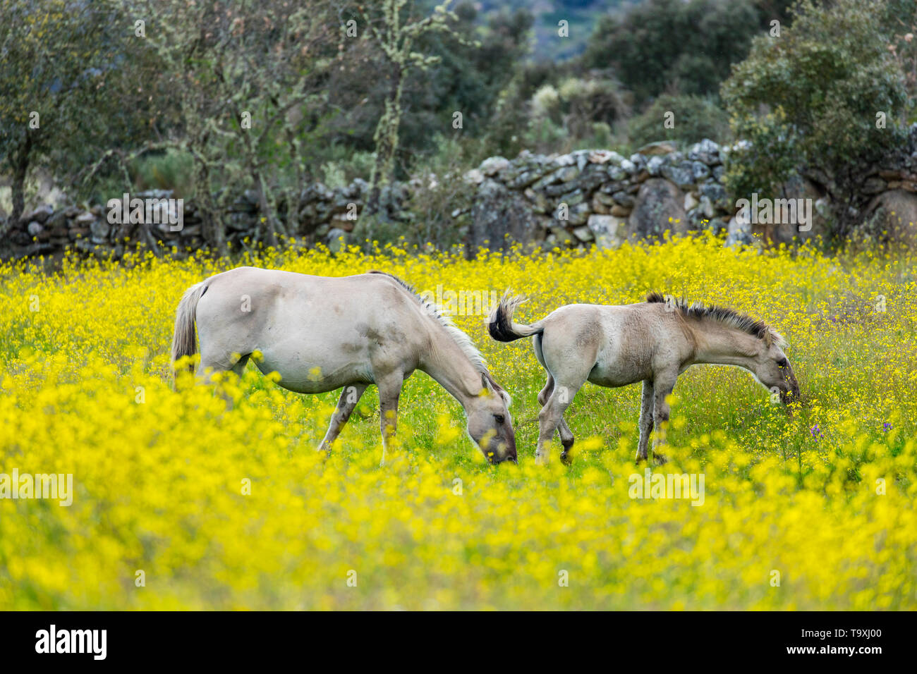 Sorraia hi-res stock photography and images - Alamy