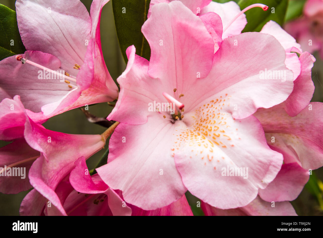 Rhododendron yakushimanum yaku prince hi-res stock photography and ...