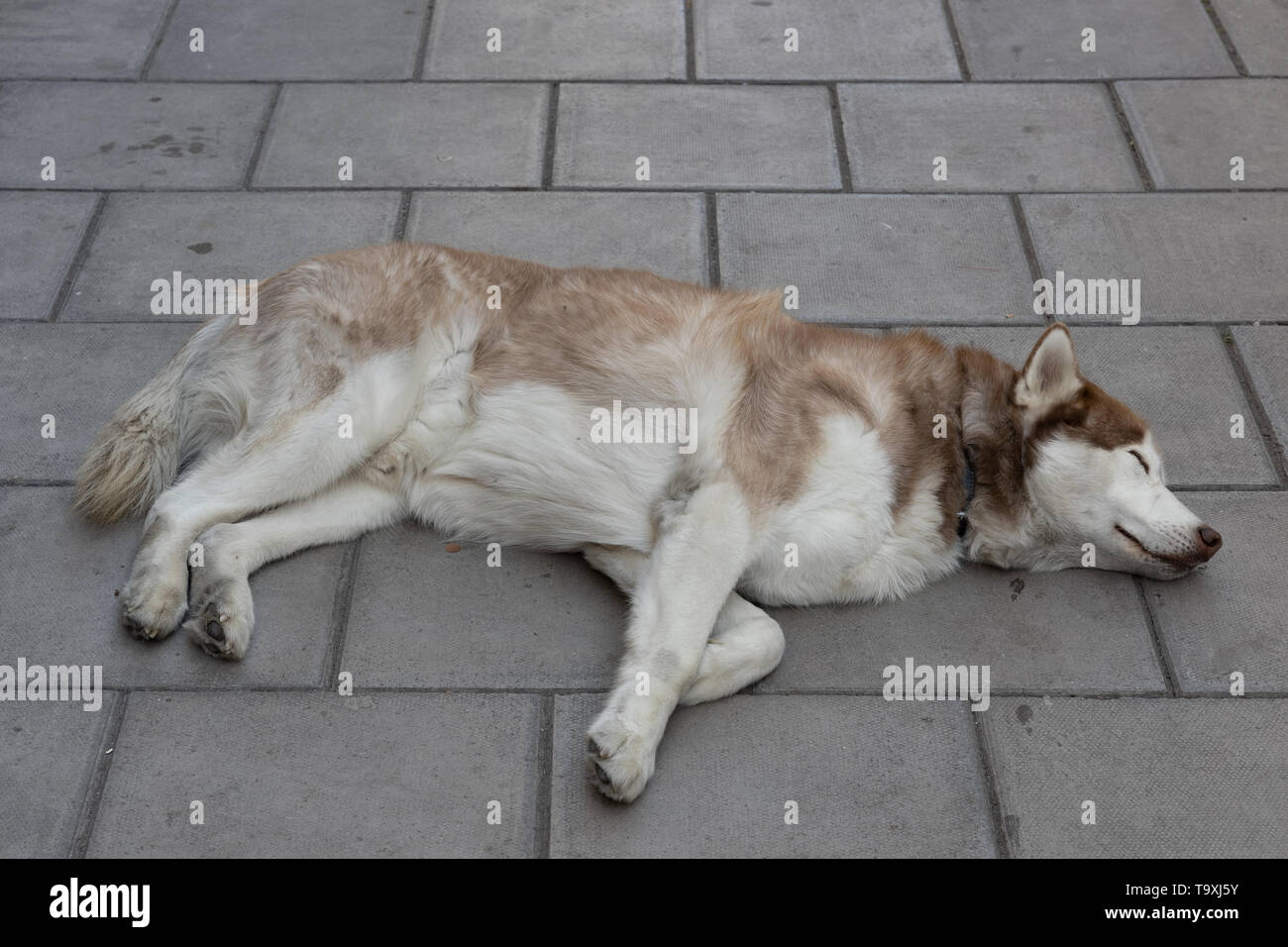 BRISTOL, UK - MAY 14 : Dog asleep on the pavement outside the Grand ...