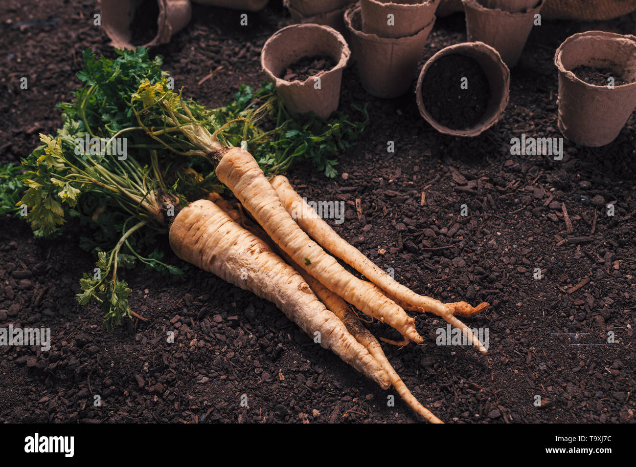 Garden herb plant horticulture soil hi-res stock photography and images ...