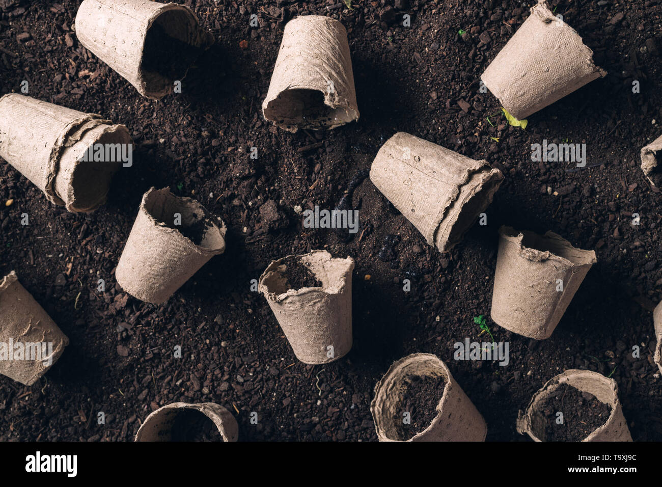 Biodegradable peat pot on greenhouse compost humus soil, organic ...