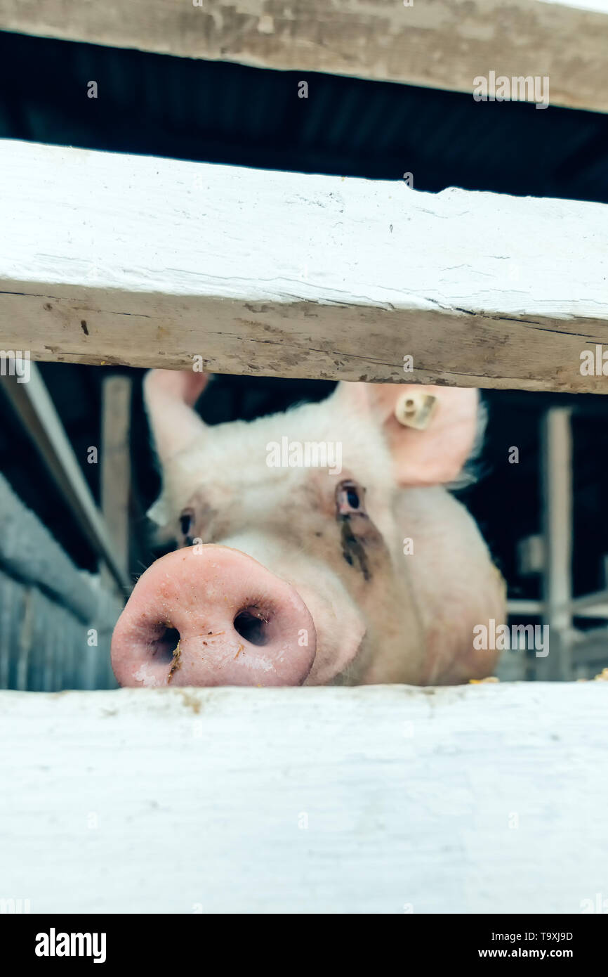 Pig pigsty sty barn hi-res stock photography and images - Alamy