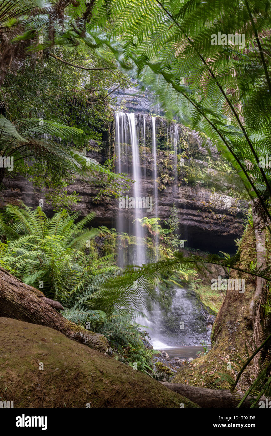 Tasmanian rainforest hi-res stock photography and images - Alamy