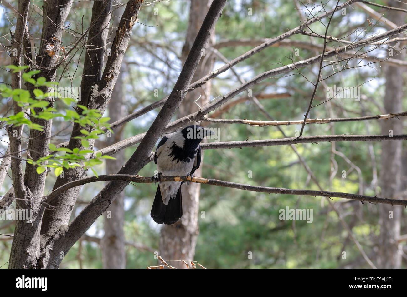 Crow perched on a tree branch Stock Photo - Alamy