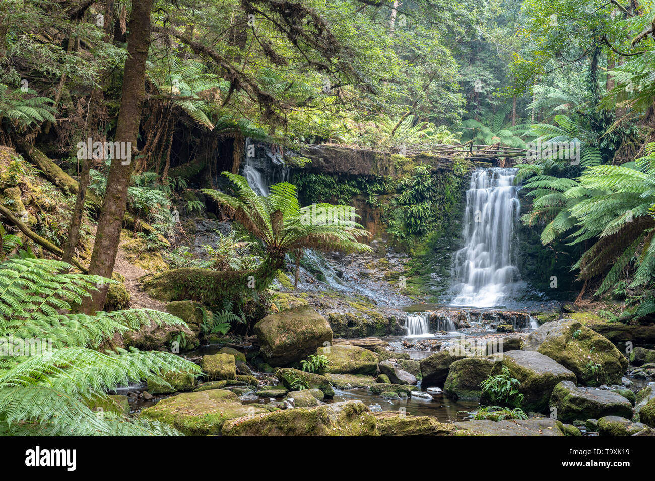 Russel Falls, Tasmania Stock Photo - Alamy