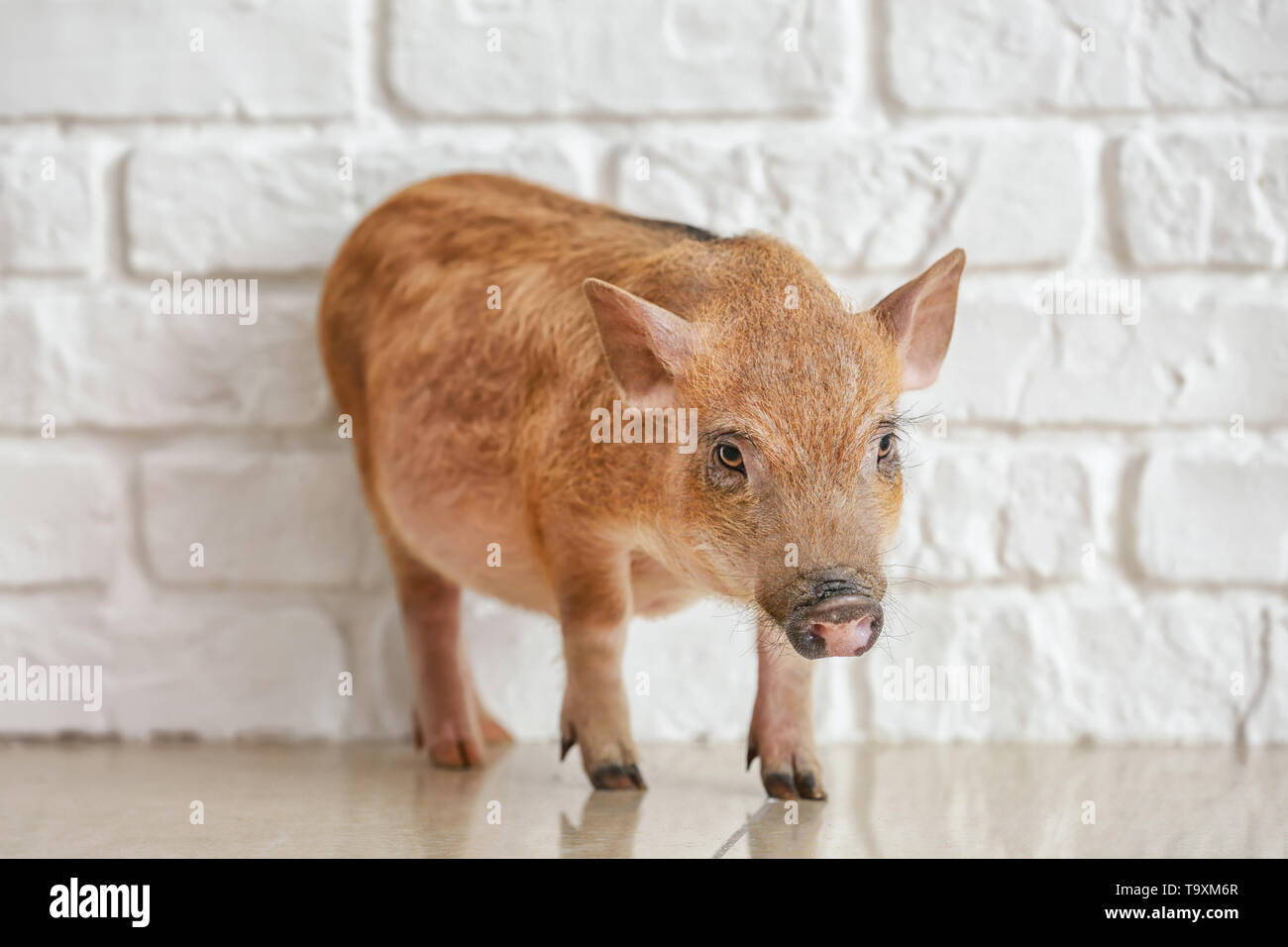 Cute little pig near white brick wall Stock Photo - Alamy