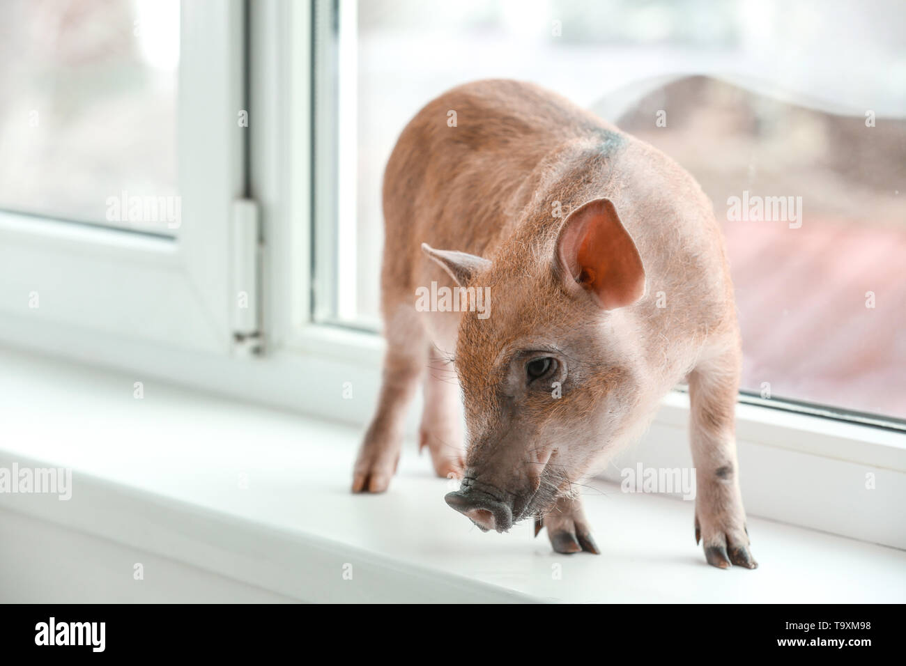 Cute little pig on window sill Stock Photo - Alamy