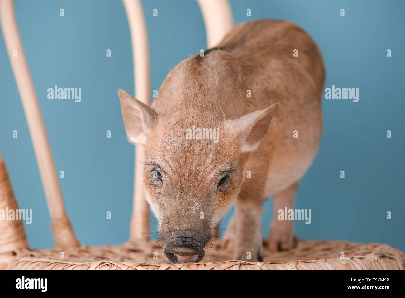 Cute little pig on wicker chair against color background Stock Photo ...