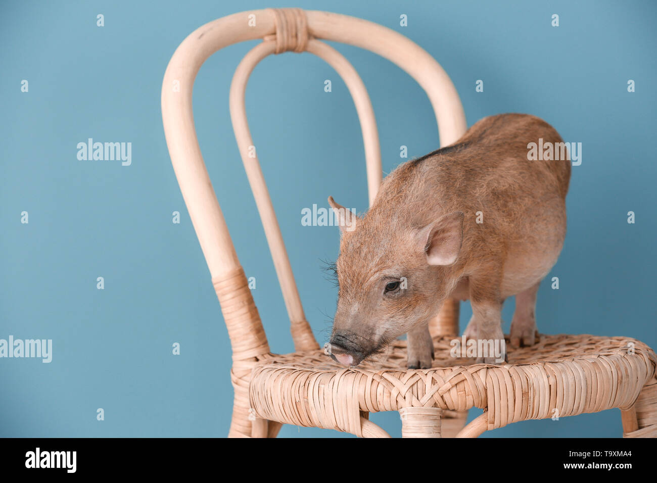 Cute little pig on wicker chair against color background Stock Photo ...