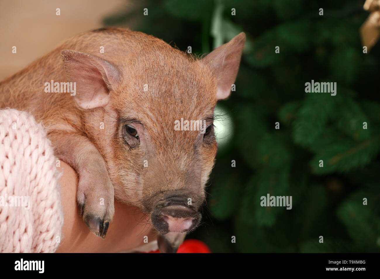 Pig owner hi-res stock photography and images - Alamy