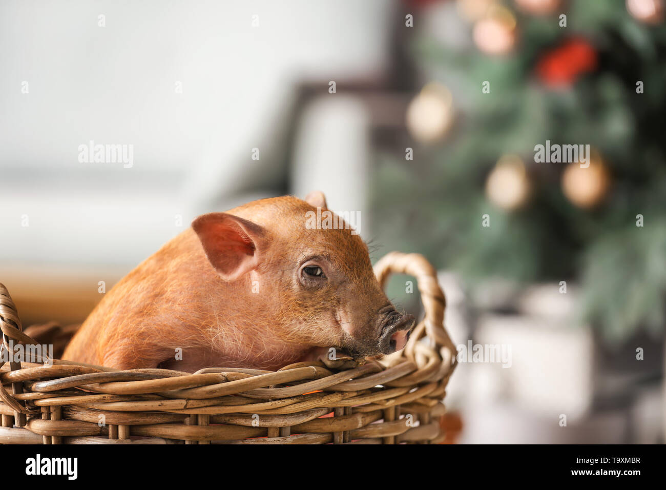 Cute little pig in wicker basket at home on Christmas eve Stock Photo ...
