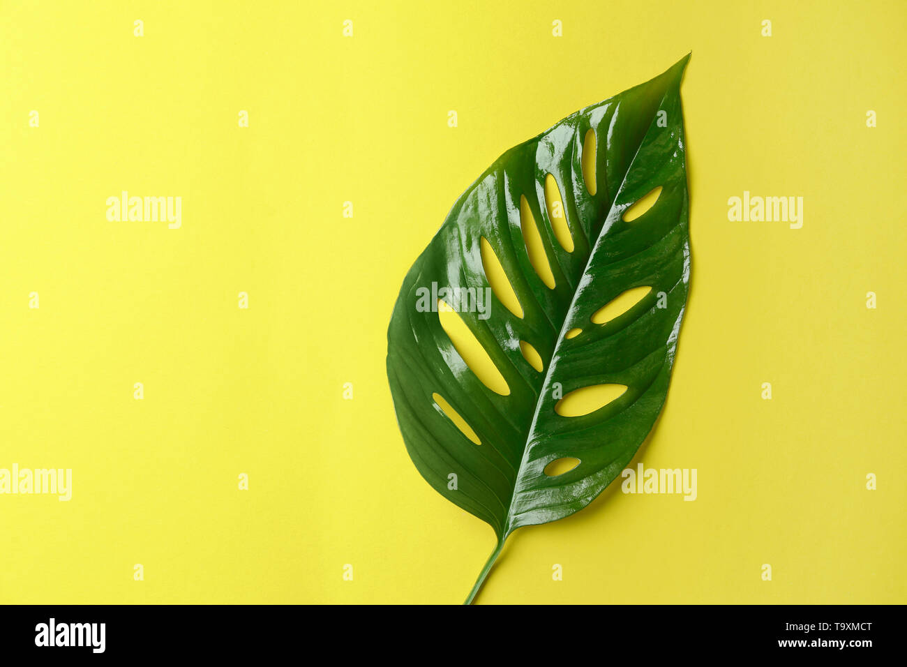 Green tropical leaf on color background Stock Photo - Alamy