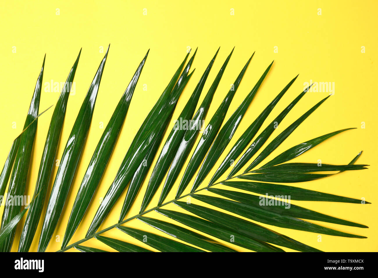 Green tropical leaf on color background Stock Photo - Alamy