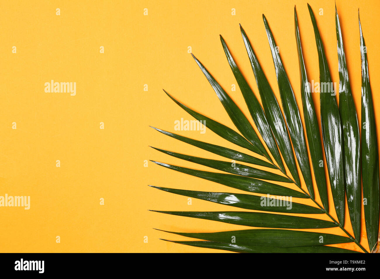 Green tropical leaf on color background Stock Photo - Alamy