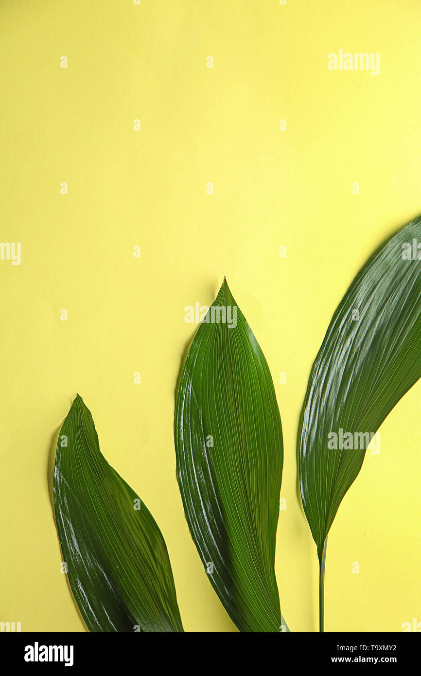 Green tropical leaves on color background Stock Photo - Alamy