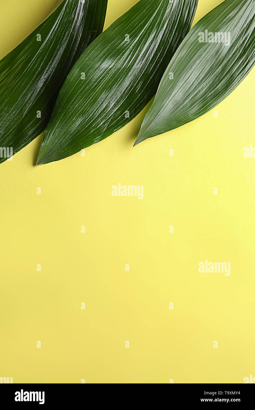 Green tropical leaves on color background Stock Photo - Alamy