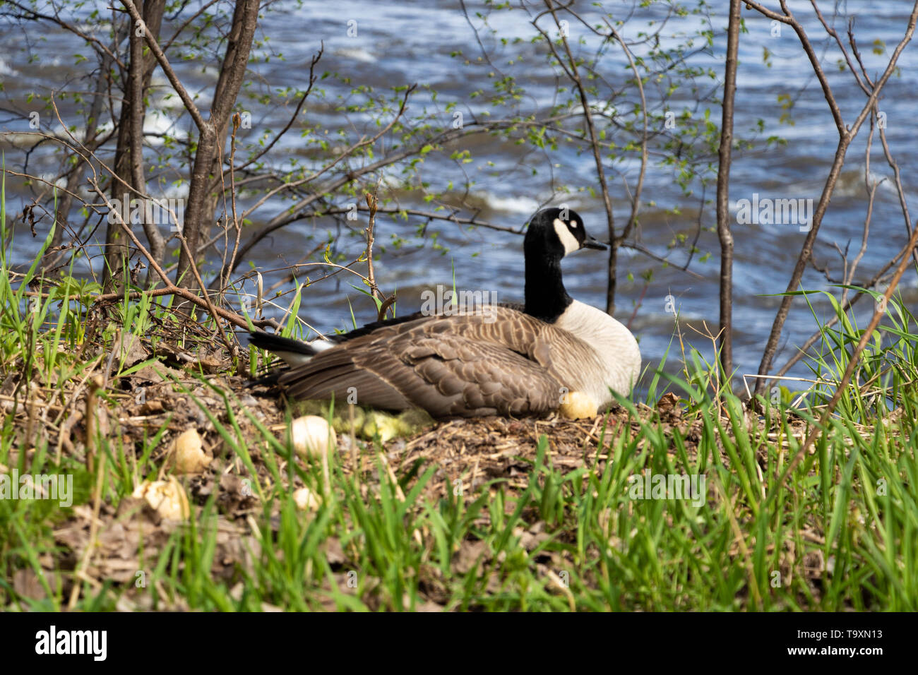 A female Canada goose in her nest hatching eggs with her goslings under ...