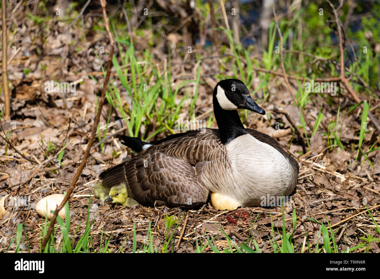 A female Canada goose in her nest hatching eggs with her goslings under ...