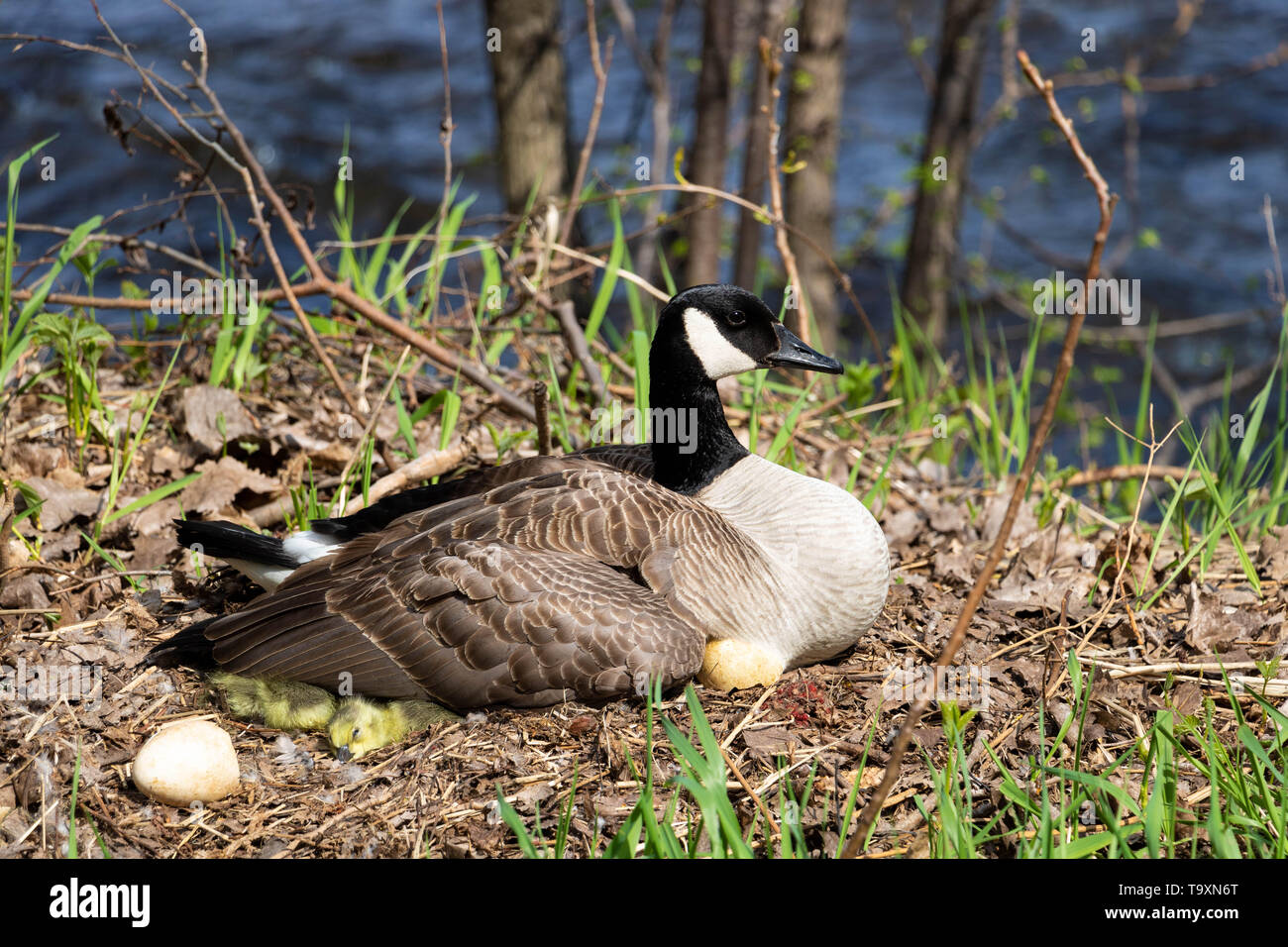A female Canada goose in her nest hatching eggs with her goslings under ...