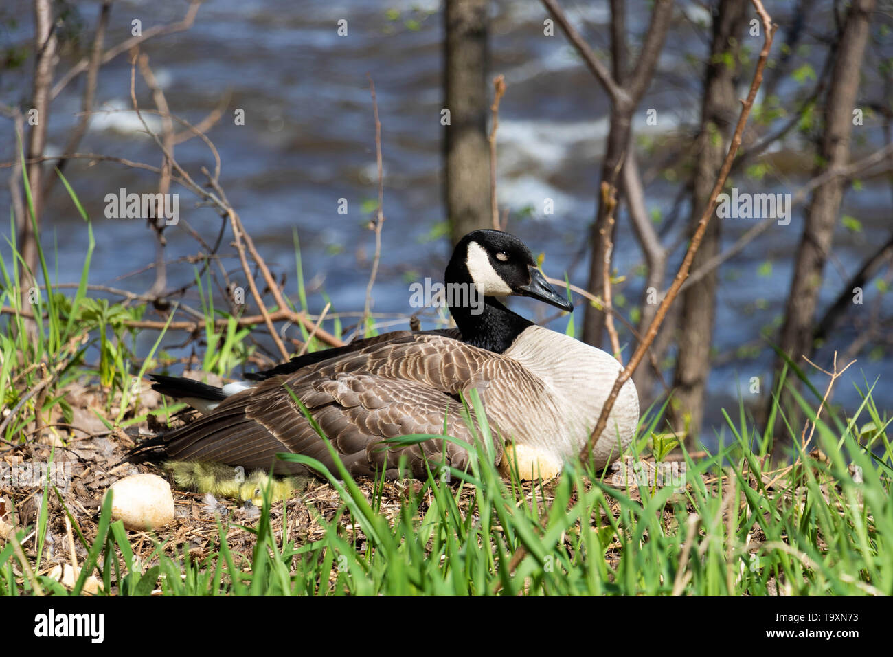 A female Canada goose in her nest hatching eggs with her goslings under ...