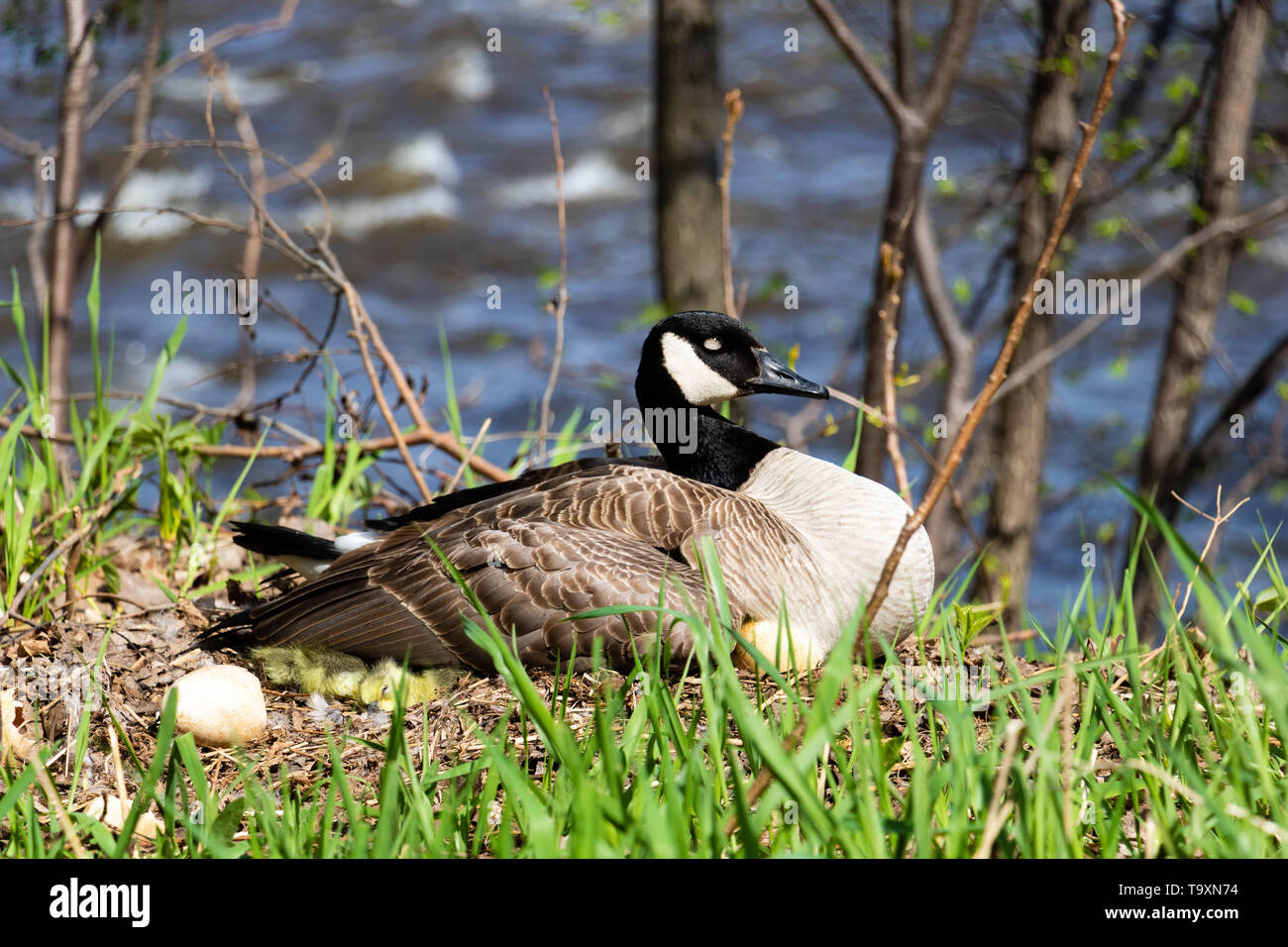 A female Canada goose in her nest hatching eggs with her goslings under ...