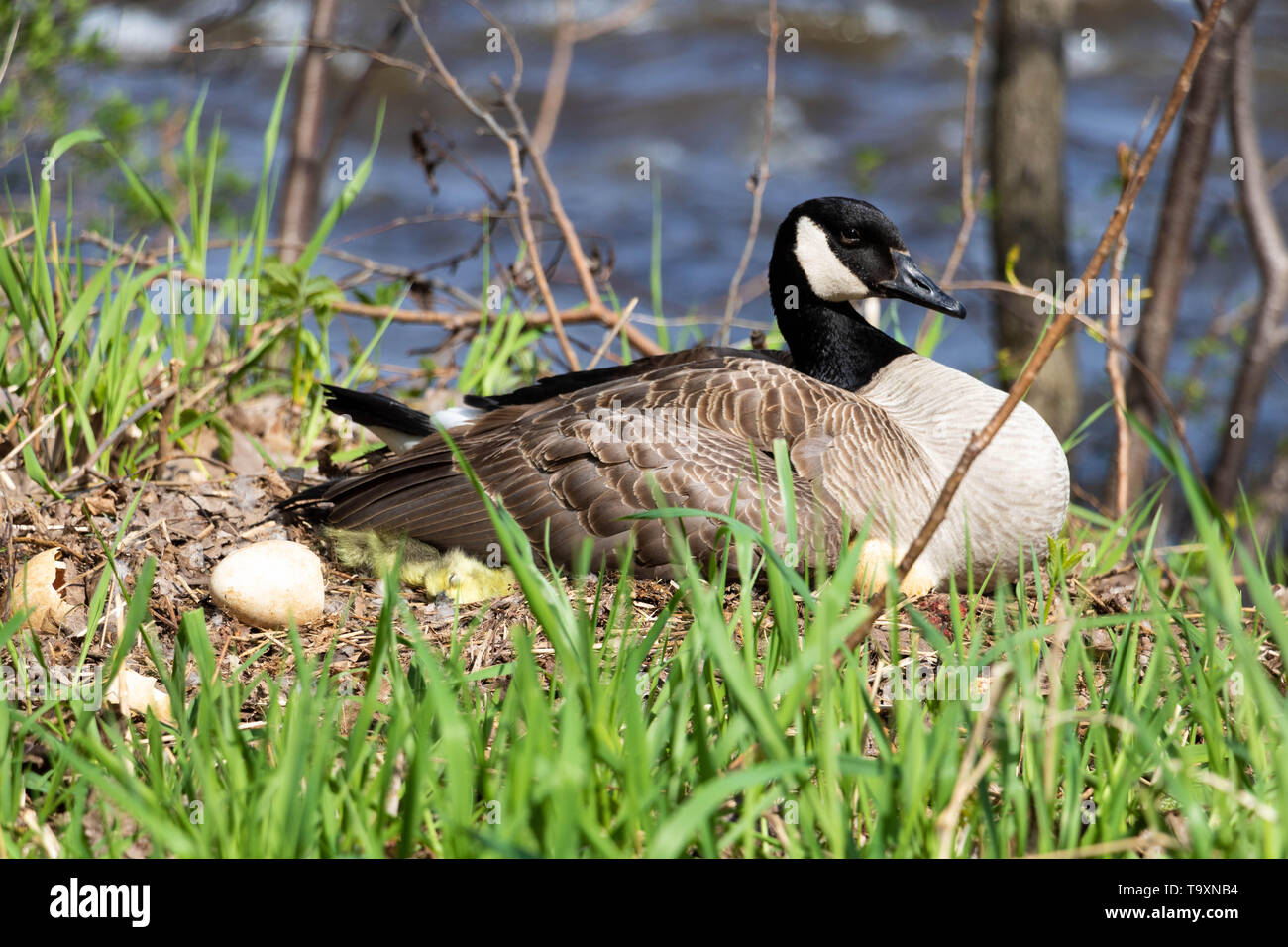 A female Canada goose in her nest hatching eggs with her goslings under ...