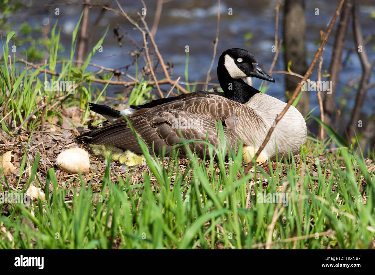 A female Canada goose in her nest hatching eggs with her goslings under ...