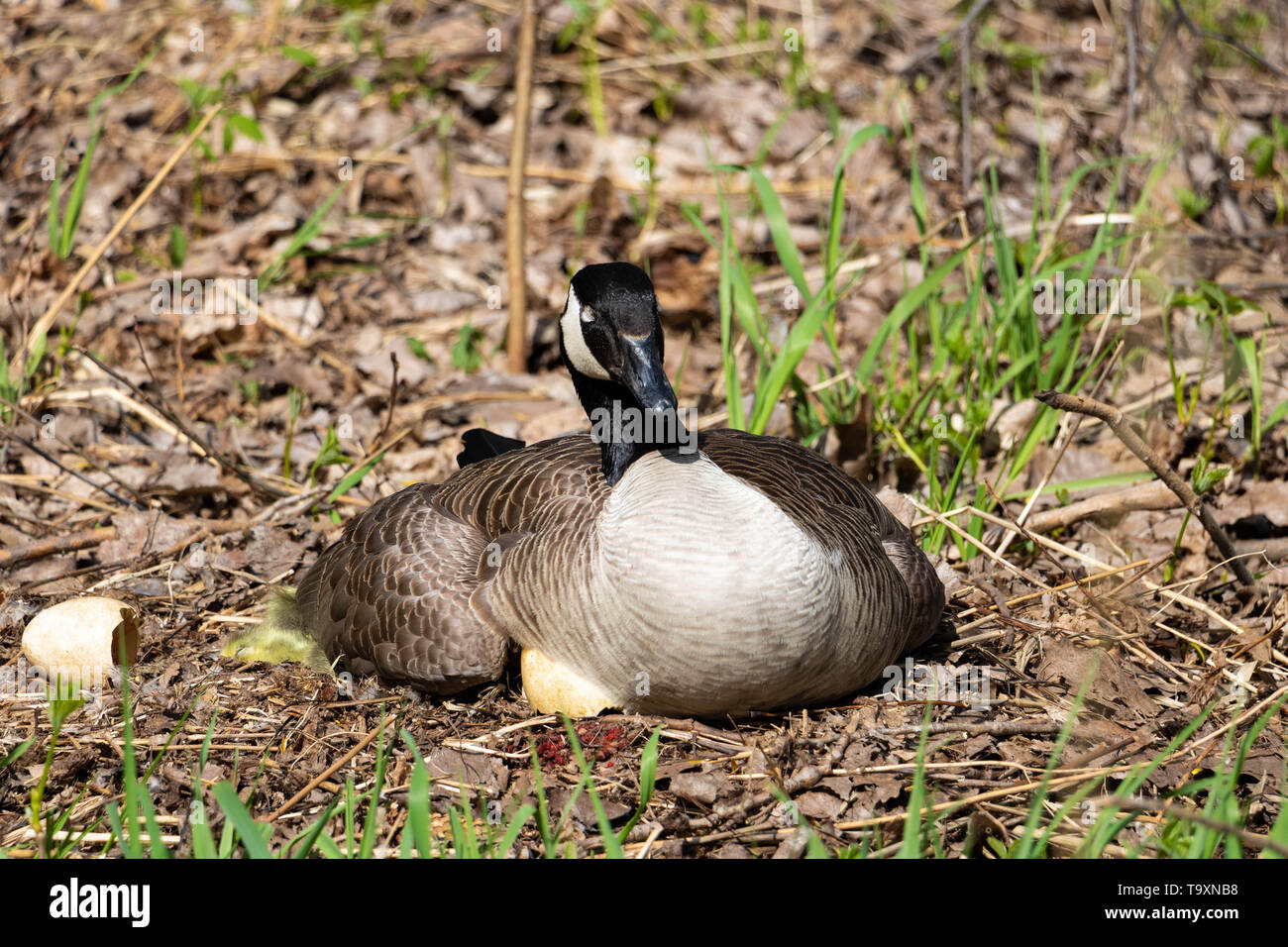 A female Canada goose in her nest hatching eggs with her goslings under ...