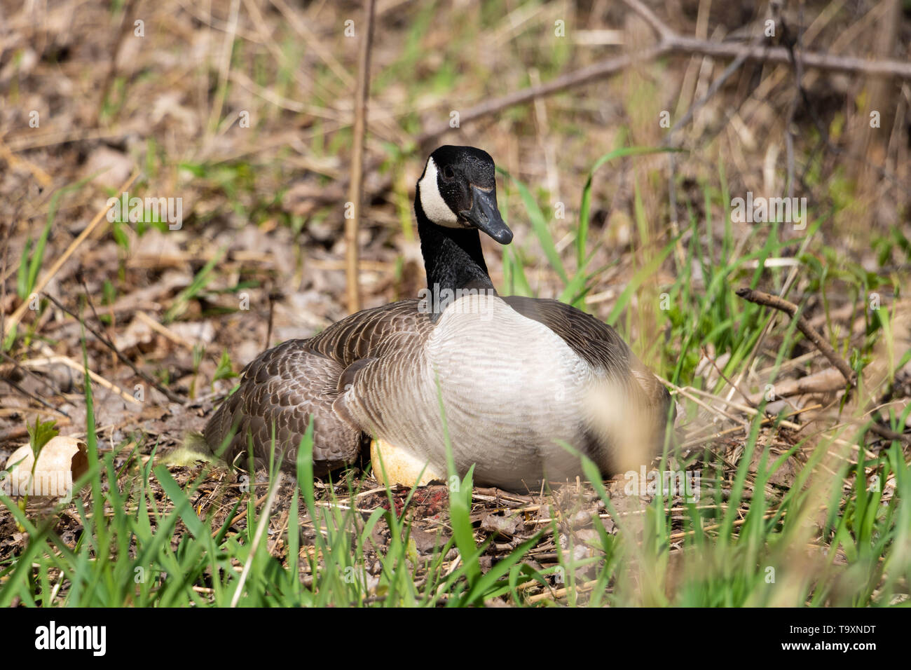 A female Canada goose in her nest hatching eggs with her goslings under ...