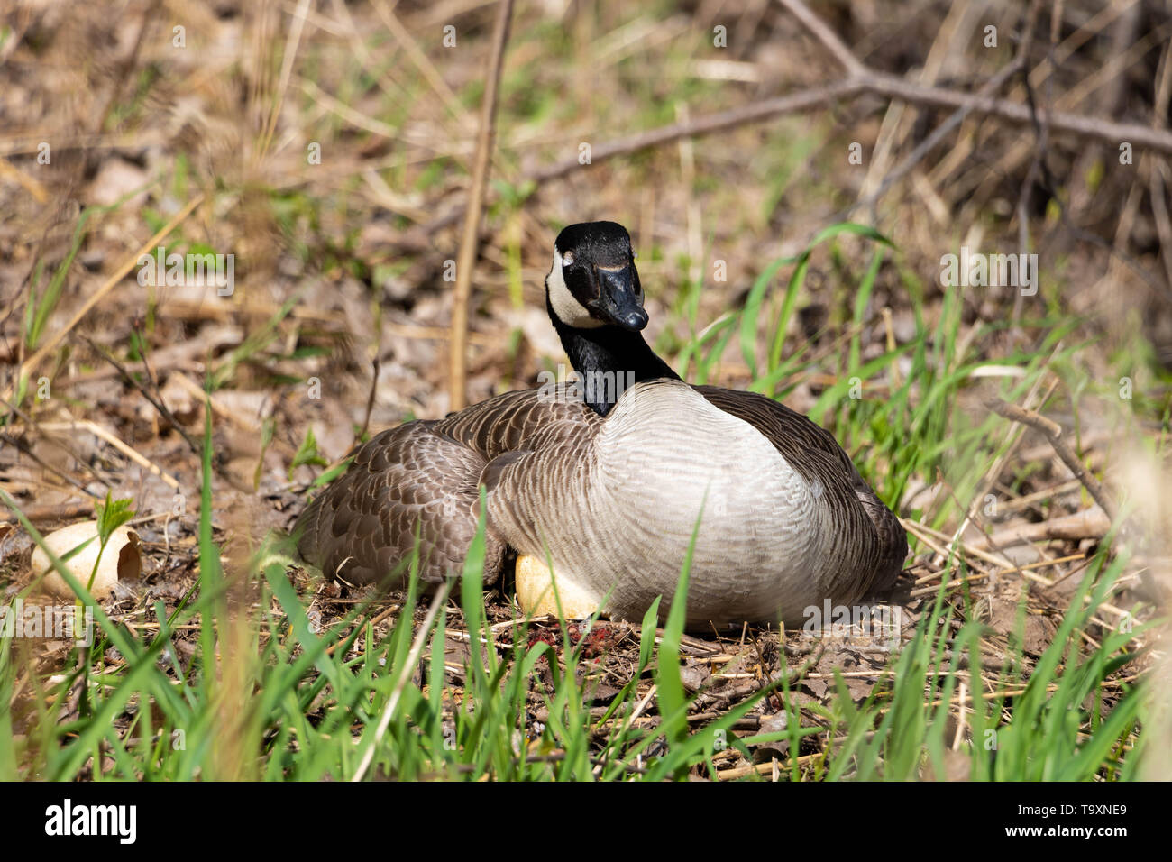 A female Canada goose in her nest hatching eggs with her goslings under ...