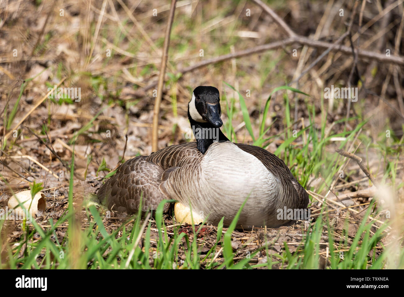 A female Canada goose in her nest hatching eggs with her goslings under ...