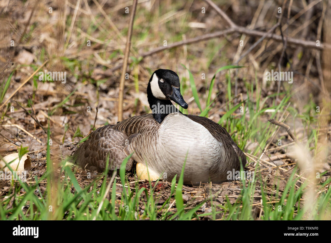 A female Canada goose in her nest hatching eggs with her goslings under ...
