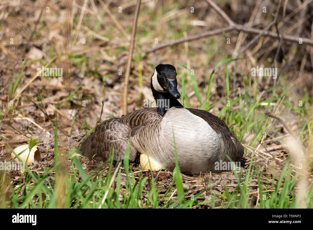 A female Canada goose in her nest hatching eggs with her goslings under ...