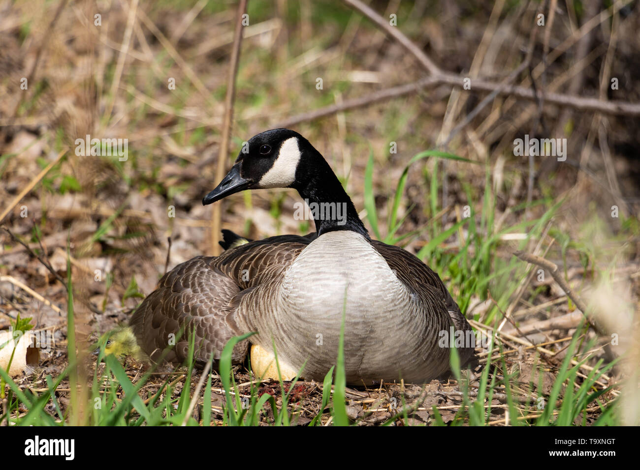 A female Canada goose in her nest hatching eggs with her goslings under ...