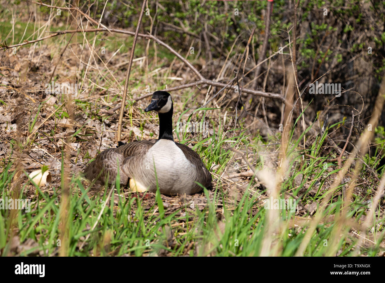A female Canada goose in her nest hatching eggs with her goslings under ...