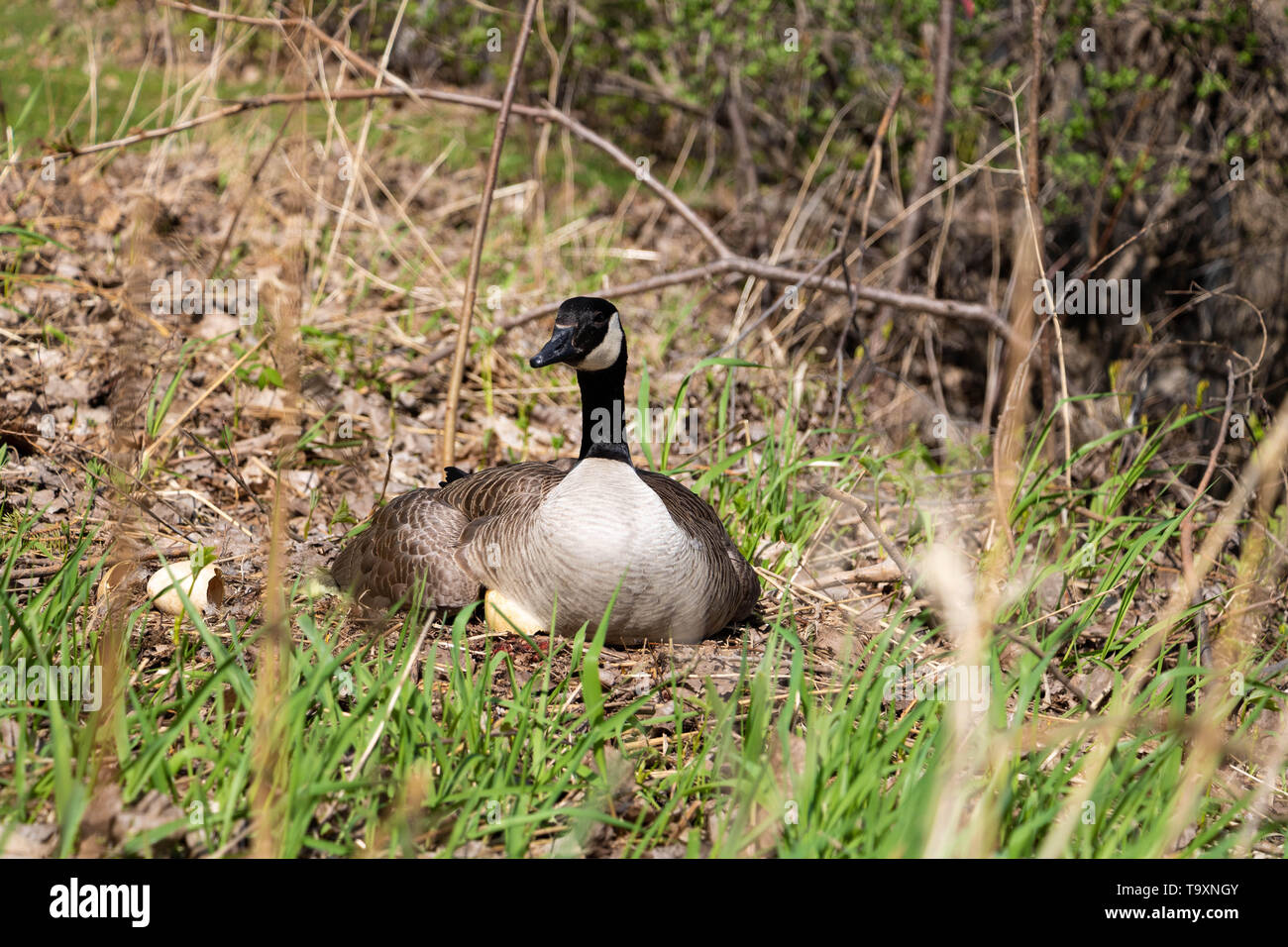 A female Canada goose in her nest hatching eggs with her goslings under ...