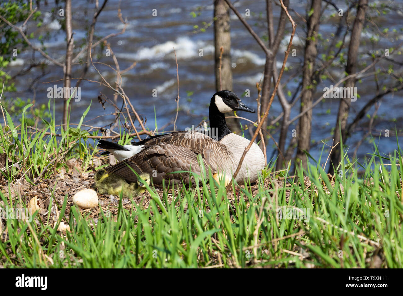 A female Canada goose in her nest hatching eggs with her goslings under ...