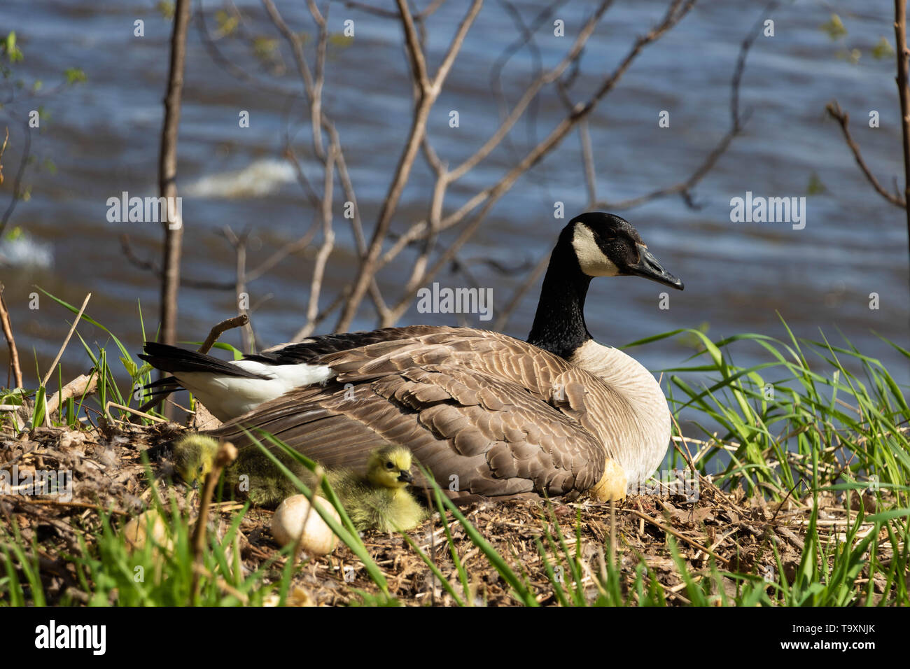 A female Canada goose in her nest hatching eggs with her goslings under ...