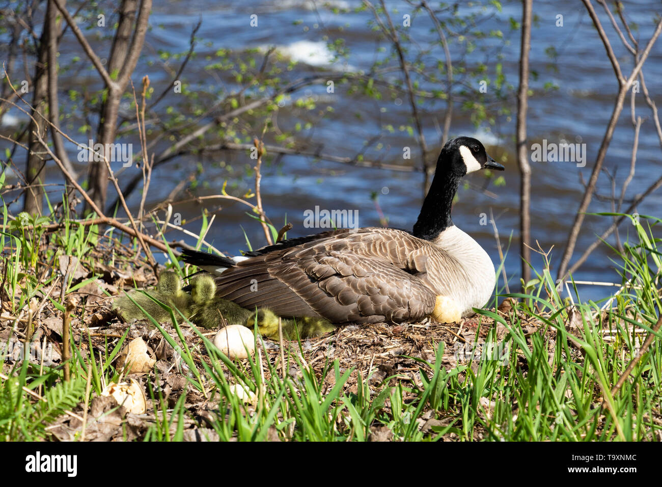 A female Canada goose in her nest hatching eggs with her goslings under ...
