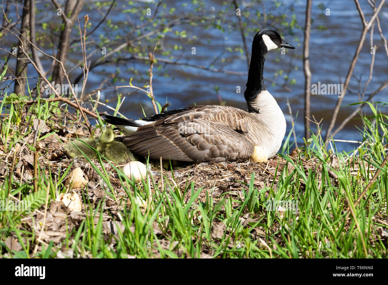 A female Canada goose in her nest hatching eggs with her goslings under ...