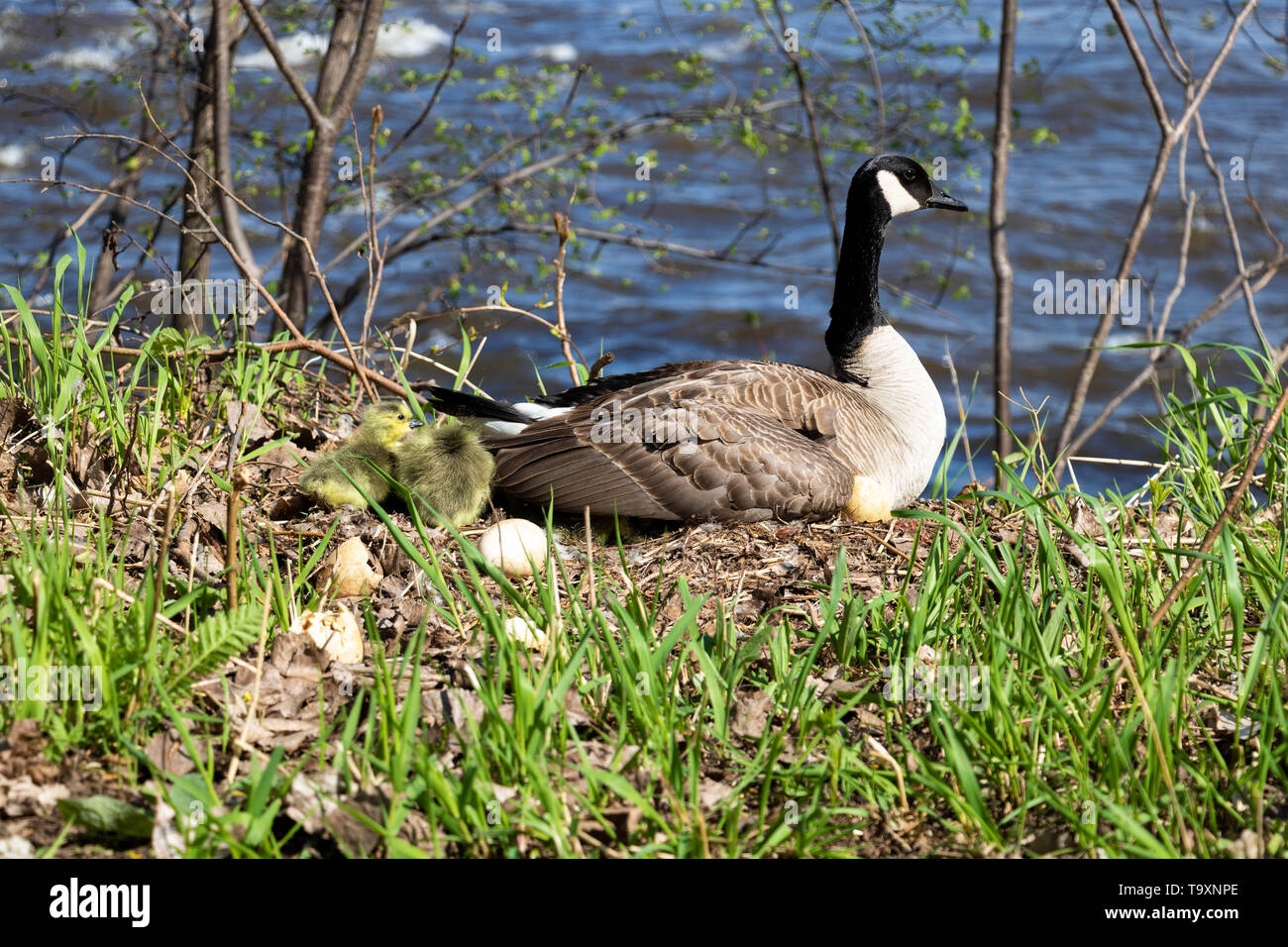A female Canada goose in her nest hatching eggs with her goslings under ...