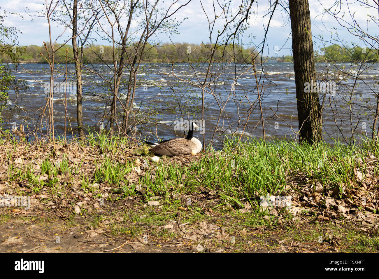 A female Canada goose in her nest hatching eggs with her goslings under ...