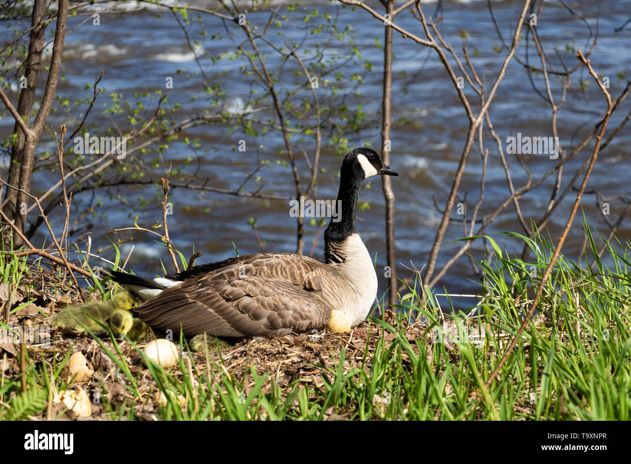 A female Canada goose in her nest hatching eggs with her goslings under ...