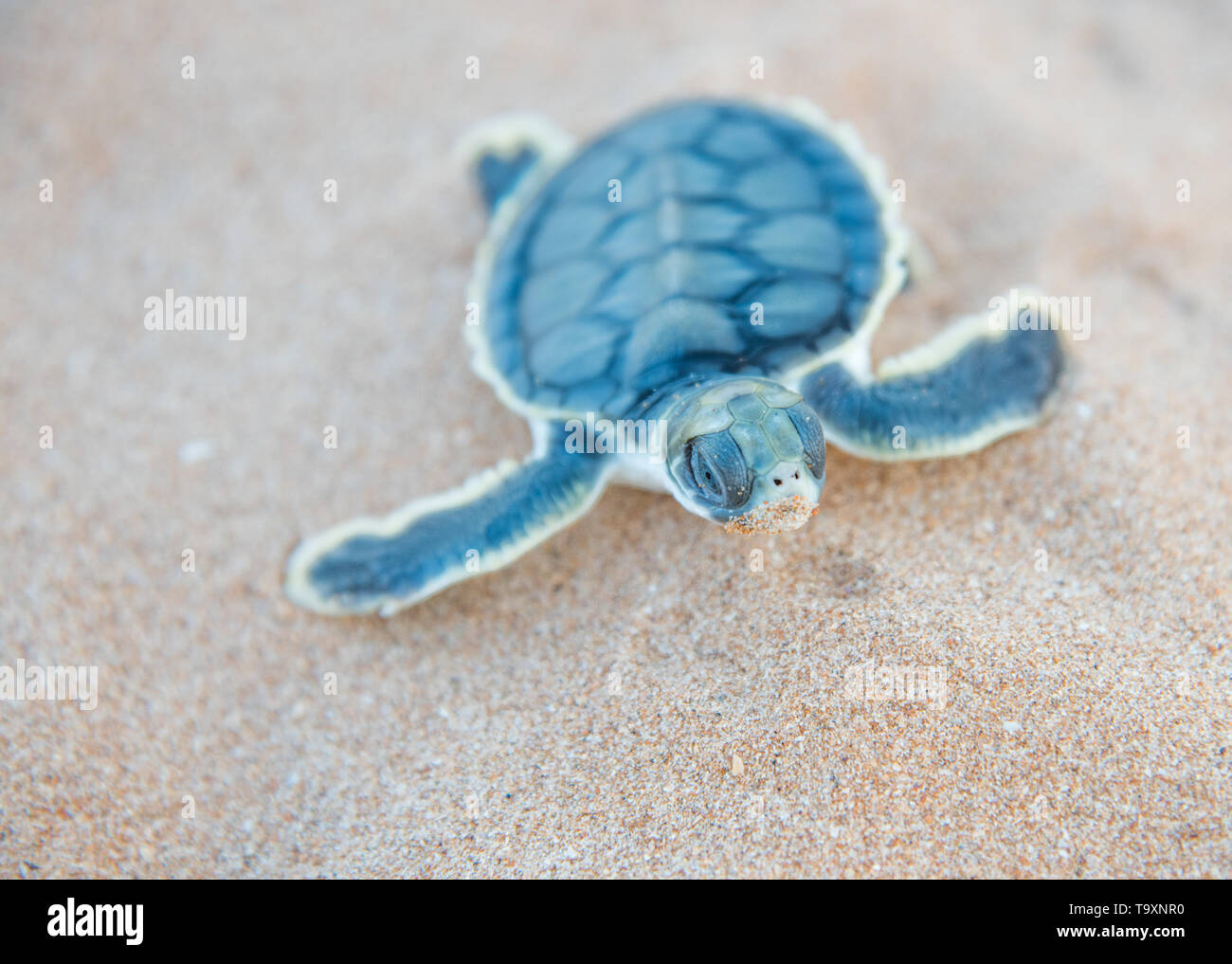 Flatback sea turtle hatchling at Bare Sand Island with grains of sand ...