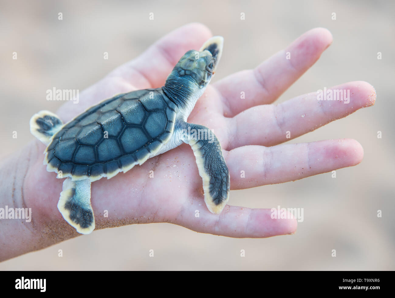 Human hand holding tiny flatback sea turtle hatching at Bare Sand ...