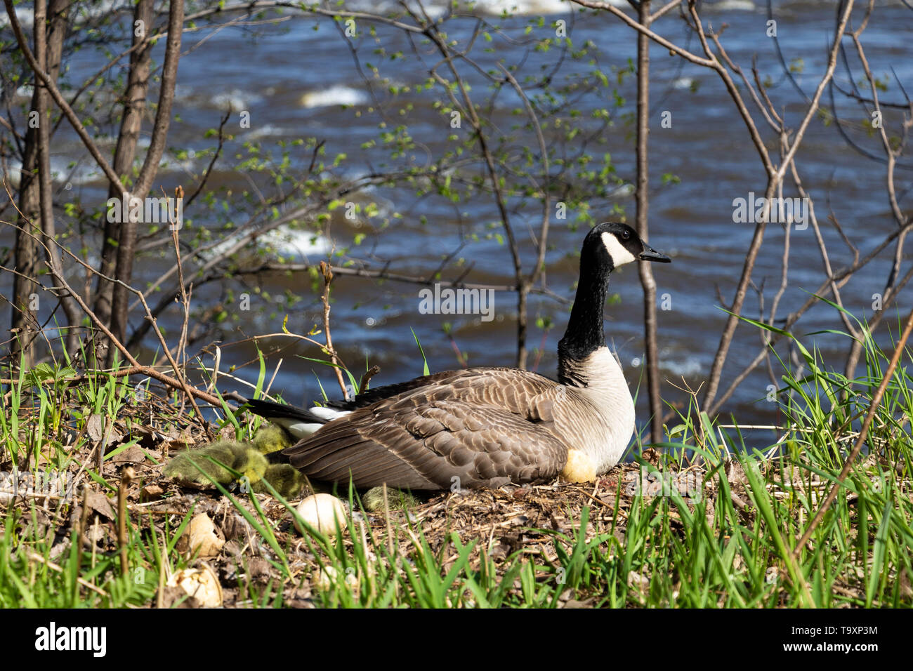 A female Canada goose in her nest hatching eggs with her goslings under ...
