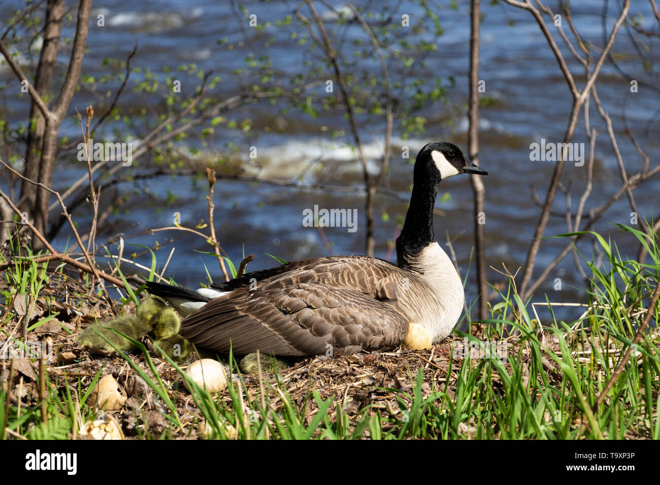A female Canada goose in her nest hatching eggs with her goslings under ...