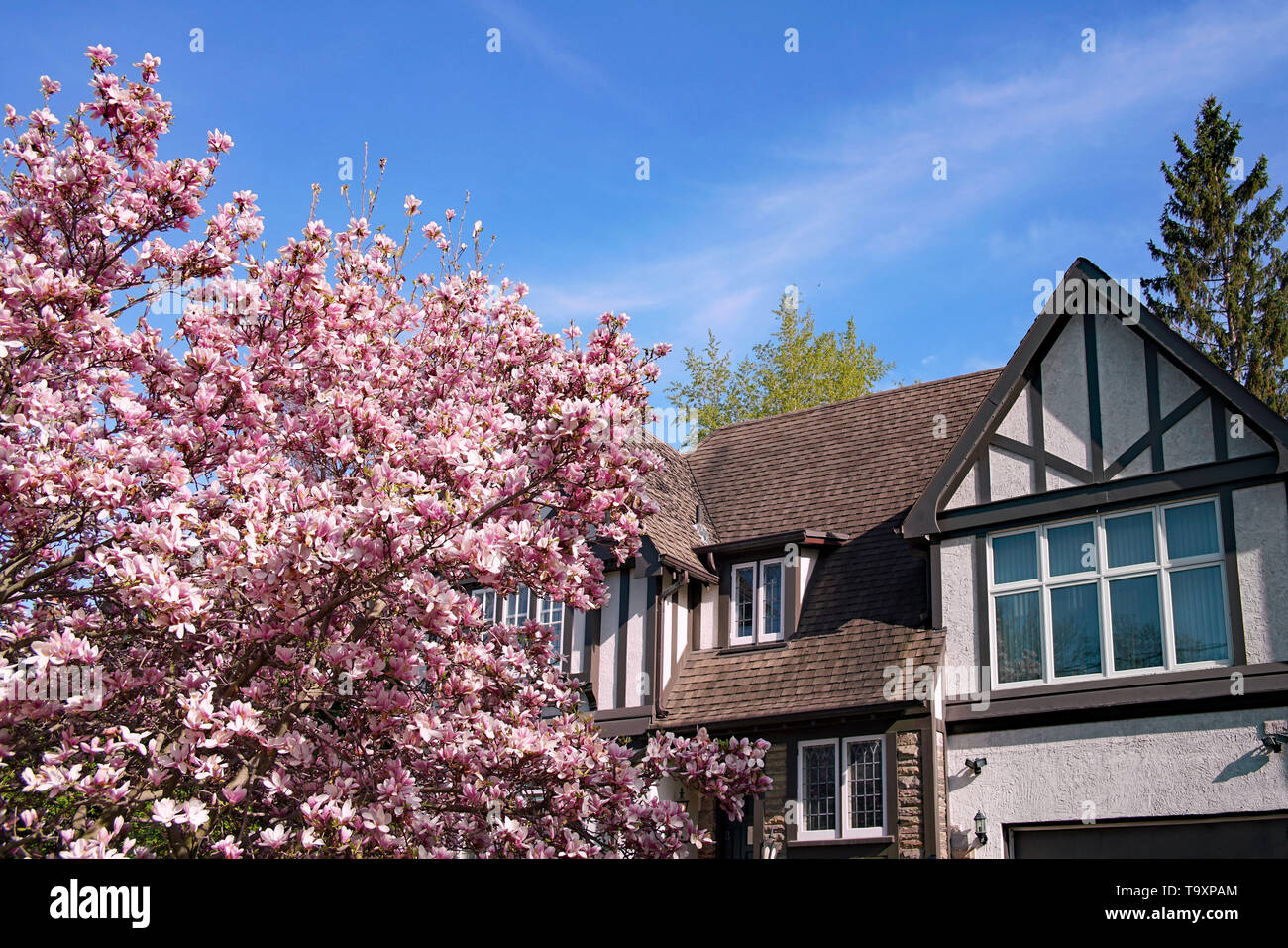Magnolia tree blooming in spring in front yard of house Stock Photo - Alamy