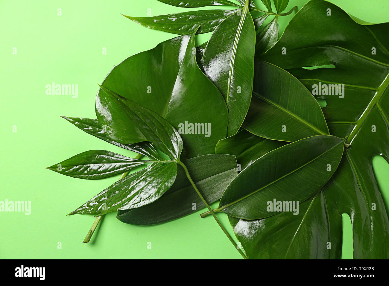 Green tropical leaves on color background Stock Photo - Alamy